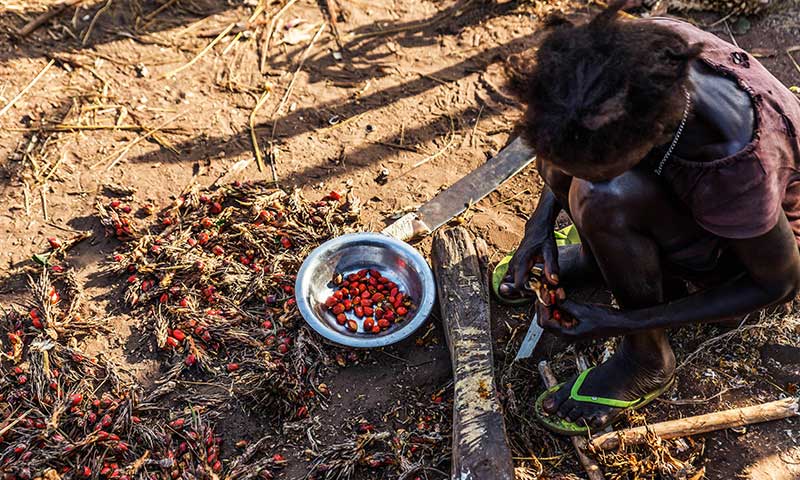 Palm Oil Basics | DAABON USA