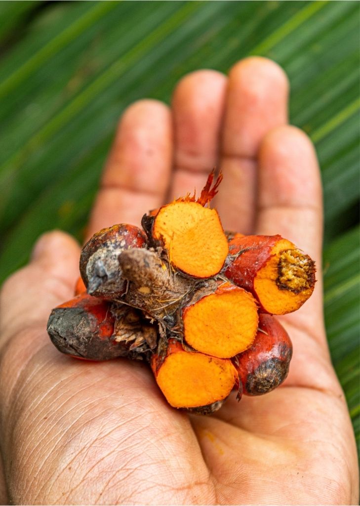 AMPO: The Future of Sustainable Palm Oil | DAABON USA