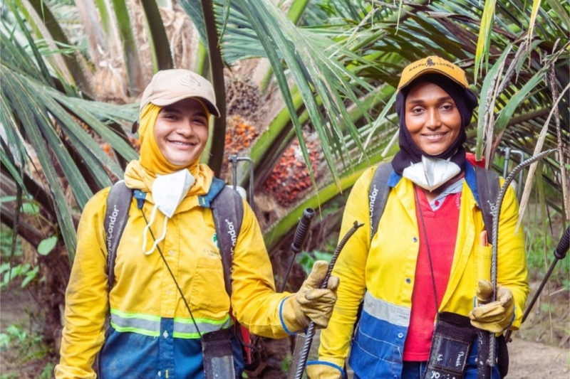 AMPO: The Future of Sustainable Palm Oil | DAABON USA